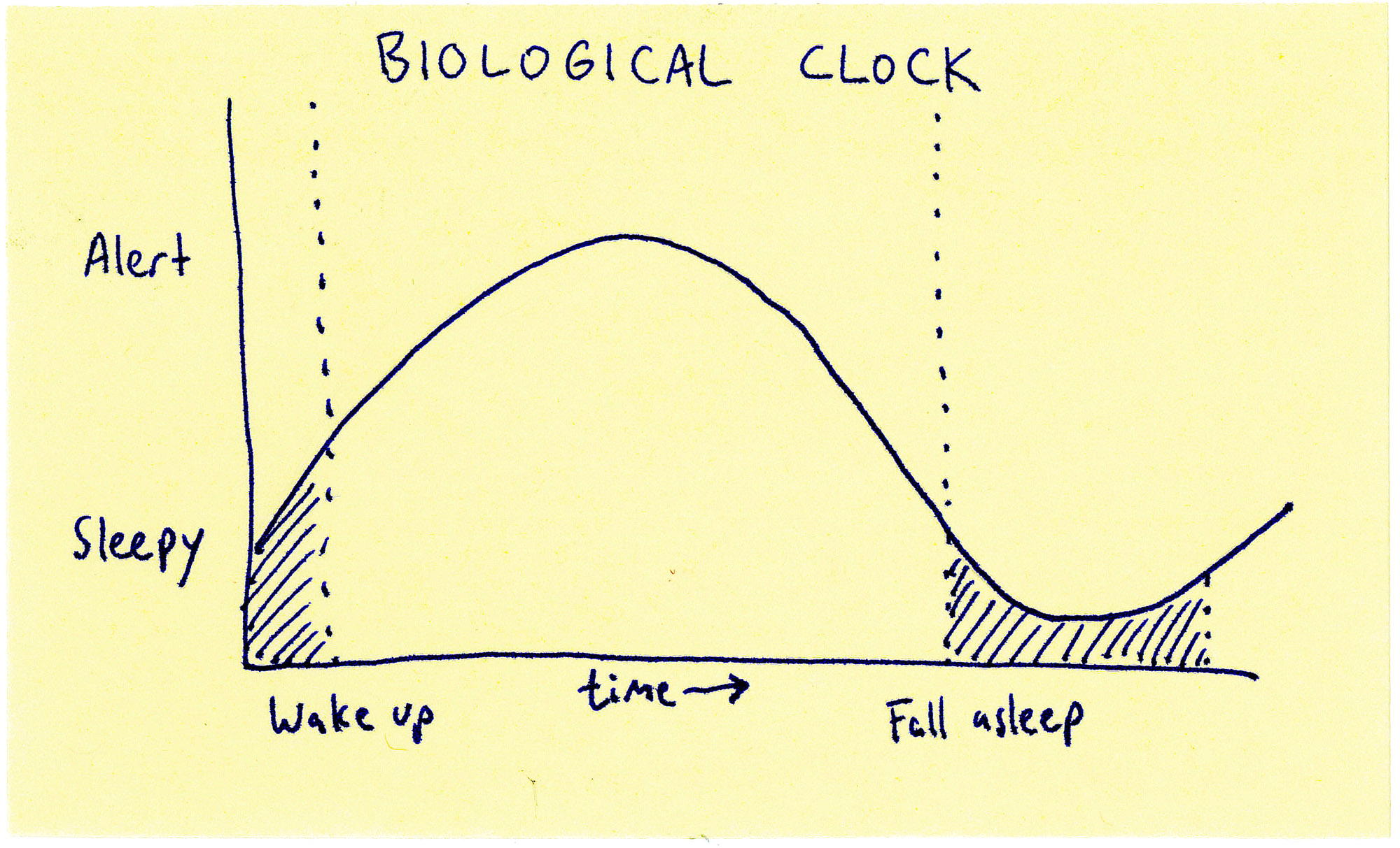 Understanding How Sleep Works - Sleep Good Night